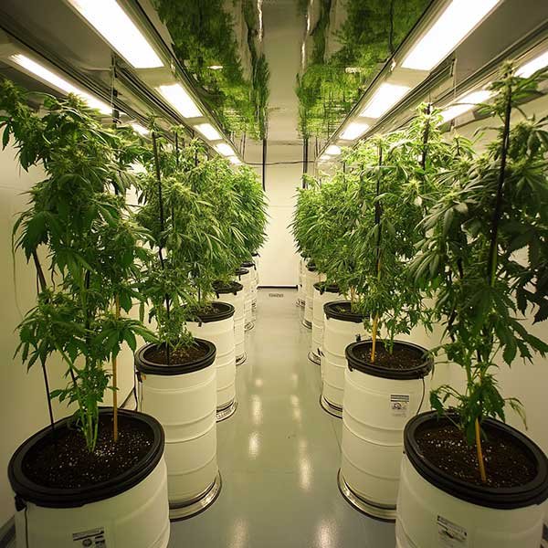 Essential Components of Hydroponic Systems - hydrogrowsystem.com